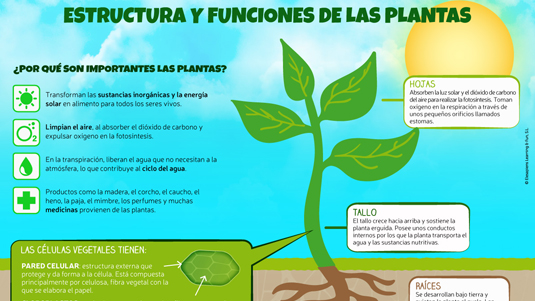 Las Plantas | Elesapiens Learning & Fun