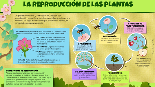 Las Plantas | Elesapiens Learning & Fun