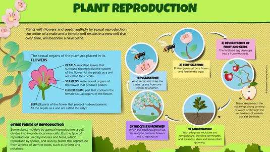 Plants | Elesapiens Learning & Fun