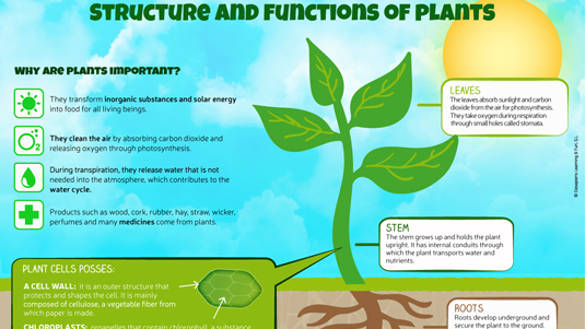 Plants | Elesapiens Learning & Fun