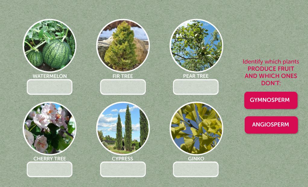 Plants | Elesapiens Learning & Fun