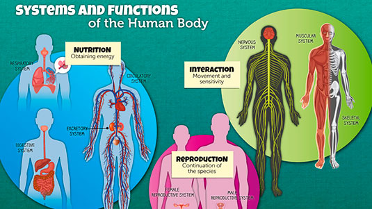 Systems of the Human Body | Elesapiens Learning & Fun
